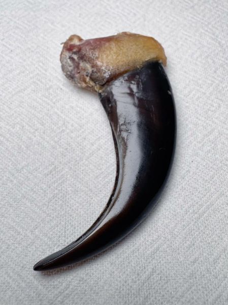 熊掌图片大全_熊掌长什么样-第1张图片-山城妙识 熊掌图片大全_熊掌长什么样-第1张图片-山城妙识