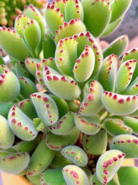 熊掌图片大全_熊掌长什么样-第2张图片-山城妙识 熊掌图片大全_熊掌长什么样-第2张图片-山城妙识