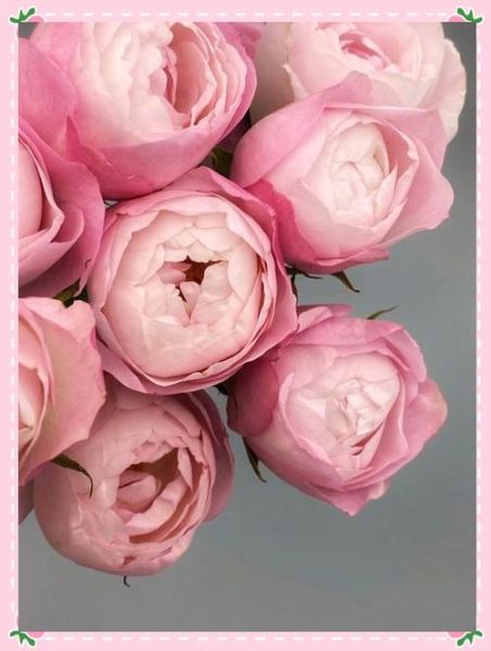 杏仁饼月季怎么养_杏仁饼月季花期多长-第2张图片-山城妙识 杏仁饼月季怎么养_杏仁饼月季花期多长-第2张图片-山城妙识