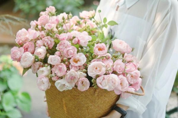 杏仁饼月季怎么养_杏仁饼月季花期多长-第3张图片-山城妙识 杏仁饼月季怎么养_杏仁饼月季花期多长-第3张图片-山城妙识