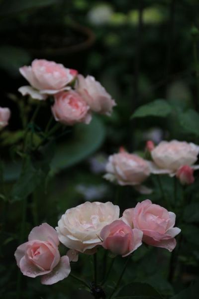 杏仁饼月季怎么养_杏仁饼月季花期多长-第1张图片-山城妙识 杏仁饼月季怎么养_杏仁饼月季花期多长-第1张图片-山城妙识