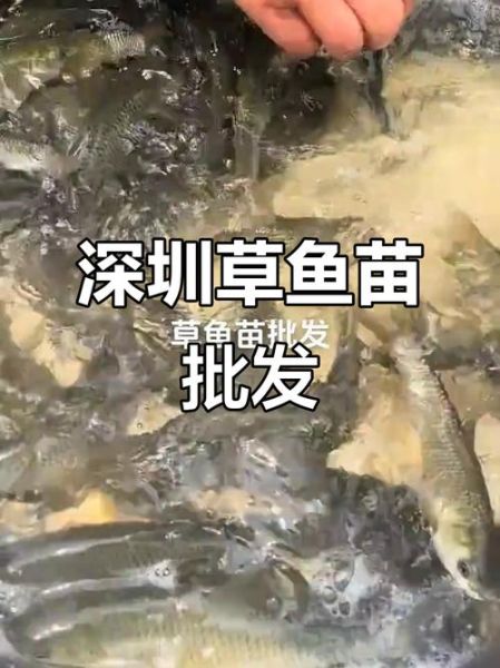 草鱼苗批发价格_草鱼苗批发哪里便宜-第2张图片-山城妙识