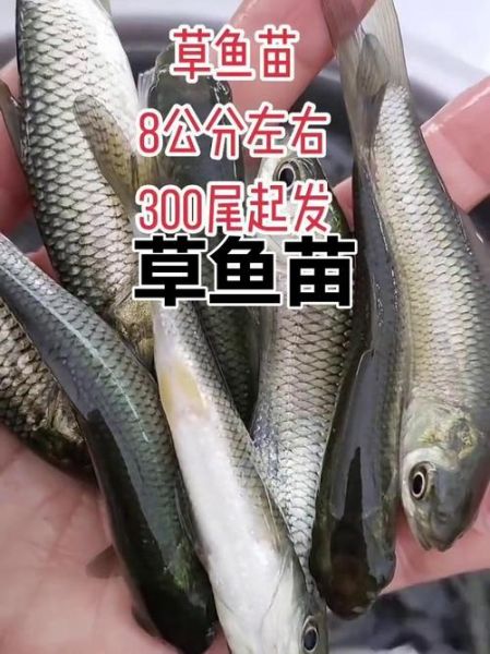草鱼苗批发价格_草鱼苗批发哪里便宜-第1张图片-山城妙识