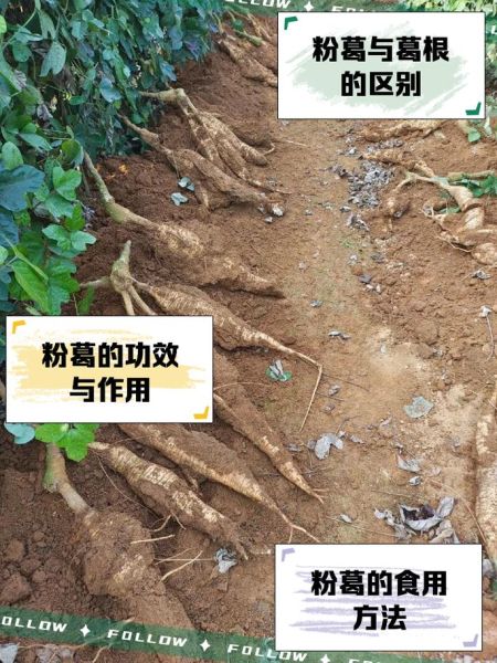 葛根叶子长什么样_葛根图片如何辨别真假-第2张图片-山城妙识