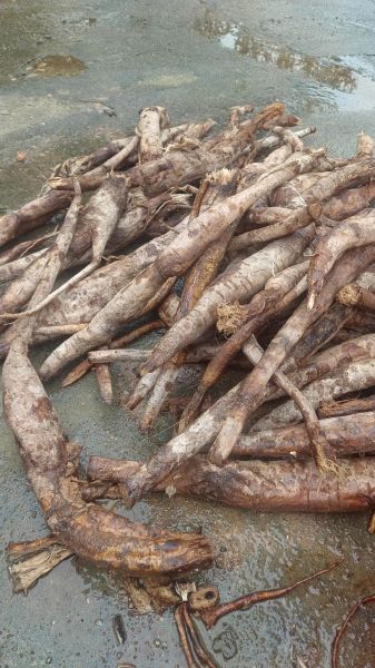 葛根叶子长什么样_葛根图片如何辨别真假-第1张图片-山城妙识