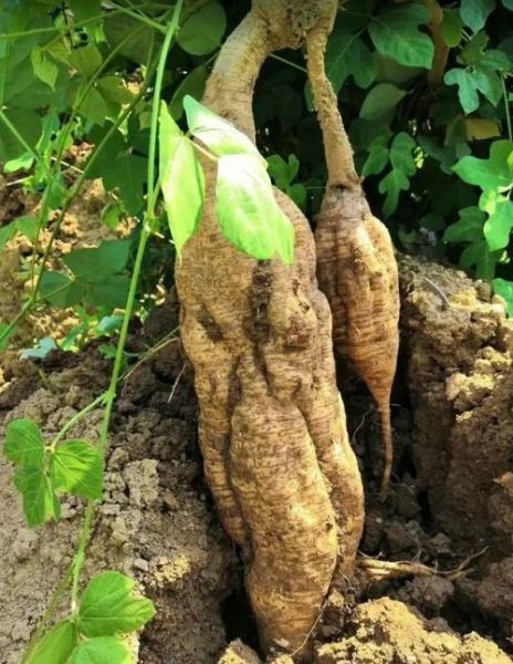 葛根叶子长什么样_葛根图片如何辨别真假-第3张图片-山城妙识