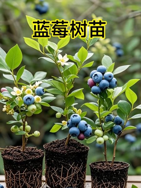 蓝莓种植赚钱吗_蓝莓种植可行性报告-第2张图片-山城妙识
