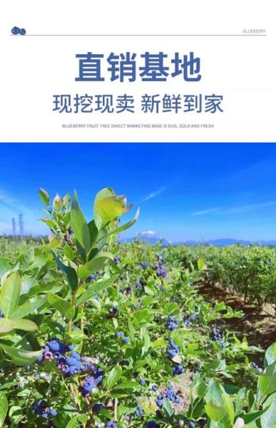 蓝莓种植赚钱吗_蓝莓种植可行性报告-第3张图片-山城妙识