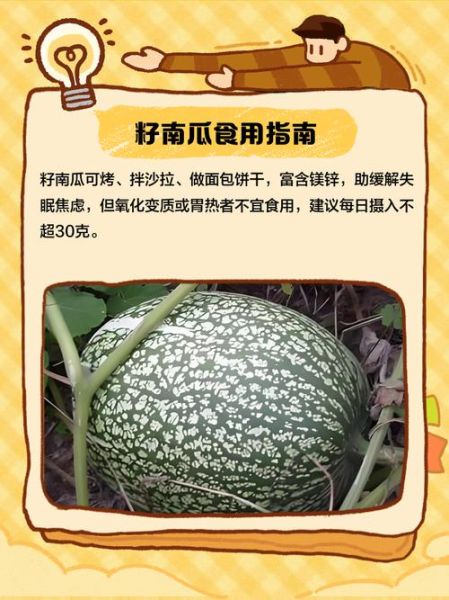 籽瓜的功效与作用_籽瓜能减肥吗-第1张图片-山城妙识