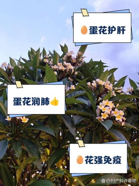 鸡蛋花中药材的功效与作用_鸡蛋花泡水喝的禁忌-第1张图片-山城妙识