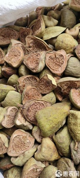 木馒头中药别名叫什么_木馒头与薜荔果区别-第2张图片-山城妙识 木馒头中药别名叫什么_木馒头与薜荔果区别-第2张图片-山城妙识