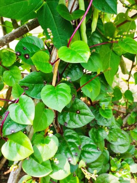 潺菜的功效与作用_潺菜怎么吃最营养-第2张图片-山城妙识