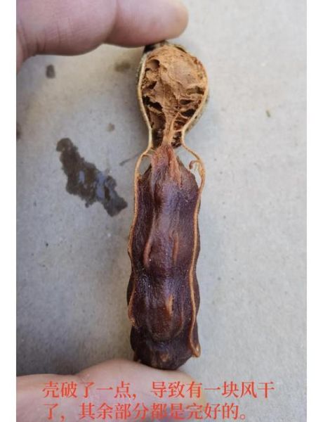 甜角和酸角的区别_哪个更好吃-第1张图片-山城妙识