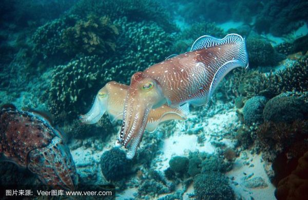 大墨鱼图片怎么拍_大墨鱼高清图哪里找-第3张图片-山城妙识 大墨鱼图片怎么拍_大墨鱼高清图哪里找-第3张图片-山城妙识