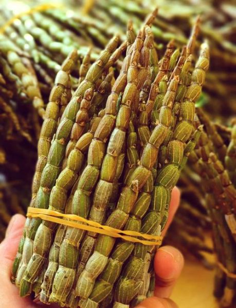 新鲜铁皮石斛怎么吃_铁皮石斛鲜条吃法大全-第1张图片-山城妙识 新鲜铁皮石斛怎么吃_铁皮石斛鲜条吃法大全-第1张图片-山城妙识