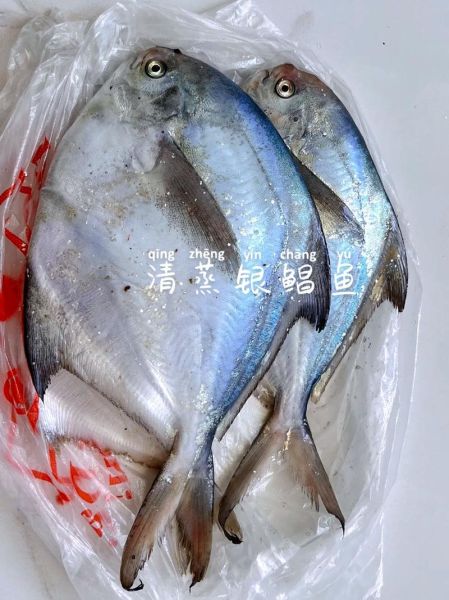银鲳鱼怎么做好吃_银鲳鱼图片高清大图-第2张图片-山城妙识
