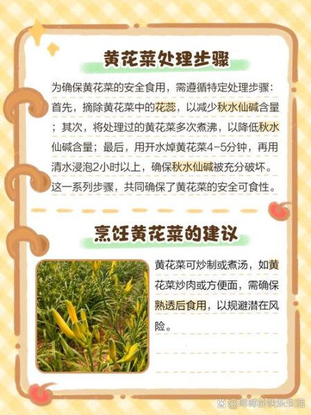 黄花菜中毒是什么原因_鲜黄花菜中毒怎么办-第1张图片-山城妙识