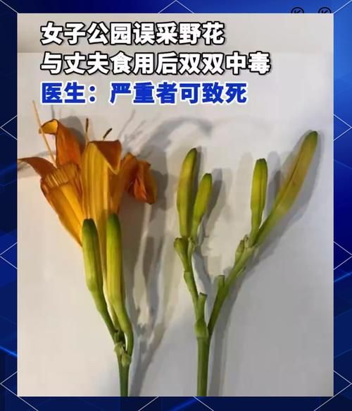 黄花菜中毒是什么原因_鲜黄花菜中毒怎么办-第3张图片-山城妙识