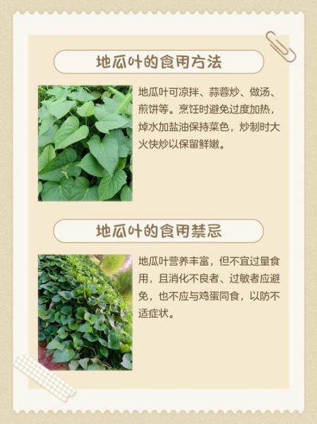 地瓜叶子的功效与作用_地瓜叶子怎么吃最营养-第1张图片-山城妙识