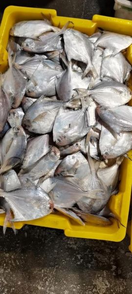 白鲳鱼有刺吗_白鲳鱼刺多不多-第1张图片-山城妙识