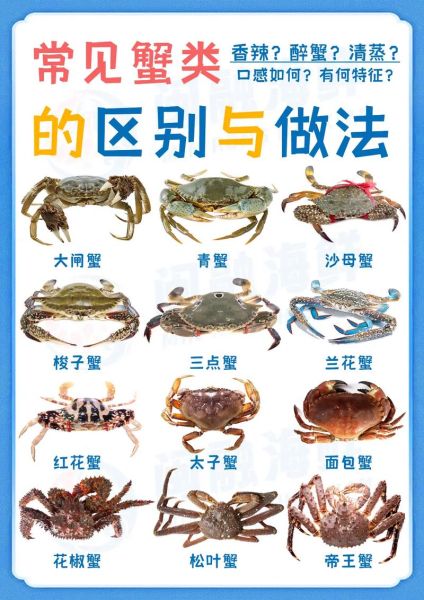 蟹的种类与图片大全_如何分辨常见蟹类-第3张图片-山城妙识