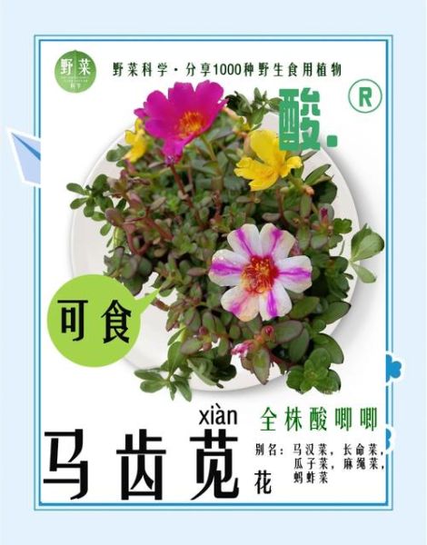 马齿苋是什么菜_马齿苋怎么吃-第3张图片-山城妙识
