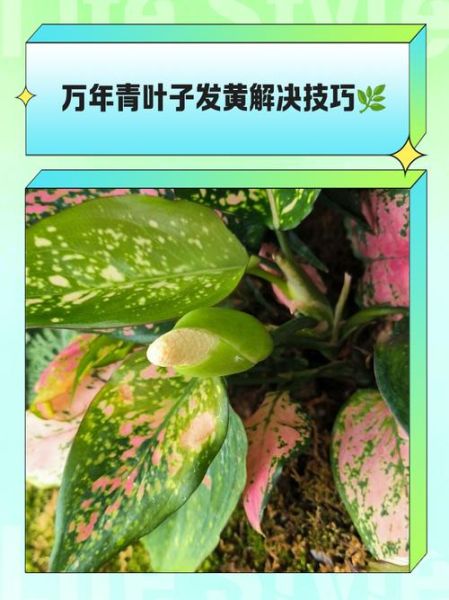 万年青叶子发黄怎么办_万年青叶子发黄的原因及解决方法-第1张图片-山城妙识 万年青叶子发黄怎么办_万年青叶子发黄的原因及解决方法-第1张图片-山城妙识