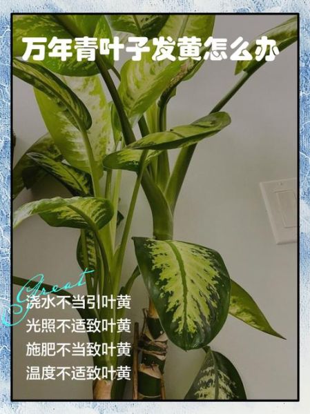 万年青叶子发黄怎么办_万年青叶子发黄的原因及解决方法-第2张图片-山城妙识 万年青叶子发黄怎么办_万年青叶子发黄的原因及解决方法-第2张图片-山城妙识