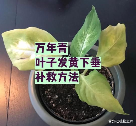 万年青叶子发黄怎么办_万年青叶子发黄的原因及解决方法-第3张图片-山城妙识 万年青叶子发黄怎么办_万年青叶子发黄的原因及解决方法-第3张图片-山城妙识