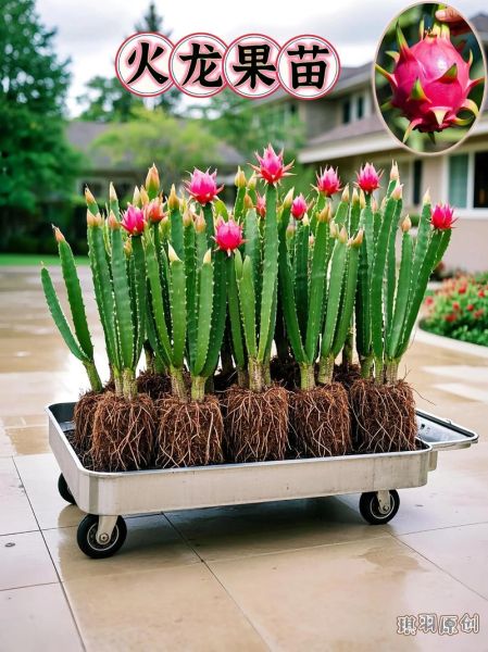 火龙果怎么种植_火龙果种植技术要点-第3张图片-山城妙识 火龙果怎么种植_火龙果种植技术要点-第3张图片-山城妙识