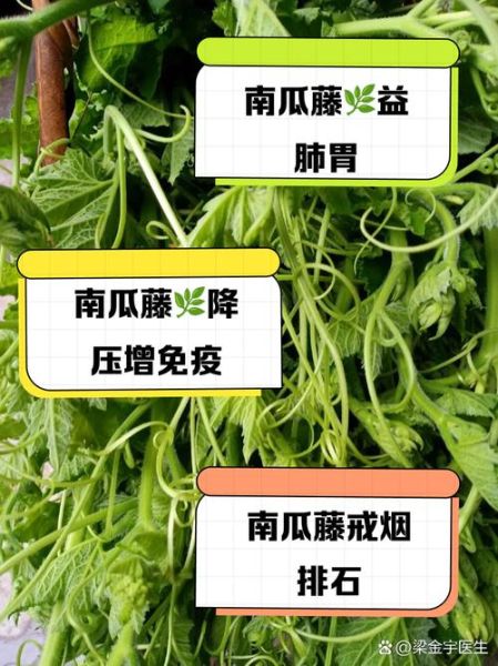 南瓜藤的功效与作用_南瓜藤的禁忌有哪些-第1张图片-山城妙识