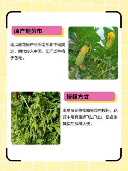 南瓜藤的功效与作用_南瓜藤的禁忌有哪些-第3张图片-山城妙识