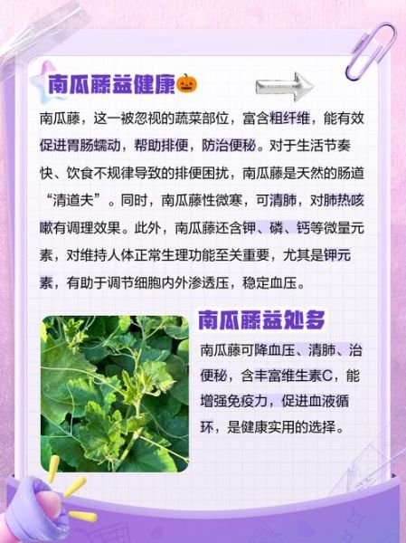 南瓜藤的功效与作用_南瓜藤的禁忌有哪些-第2张图片-山城妙识