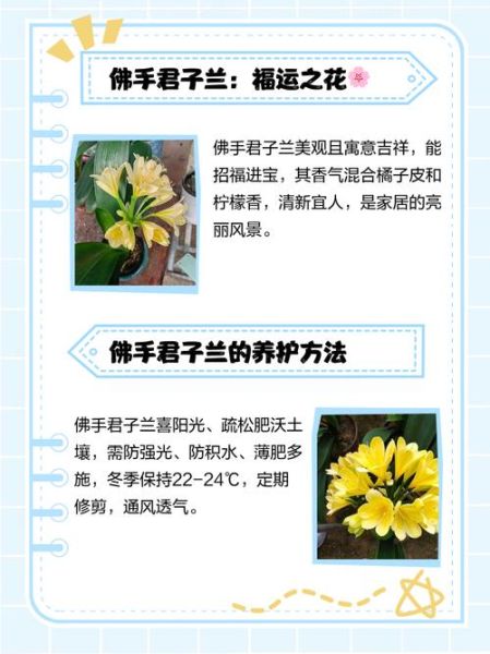 佛手花的花语是什么_佛手花适合送什么人-第2张图片-山城妙识 佛手花的花语是什么_佛手花适合送什么人-第2张图片-山城妙识