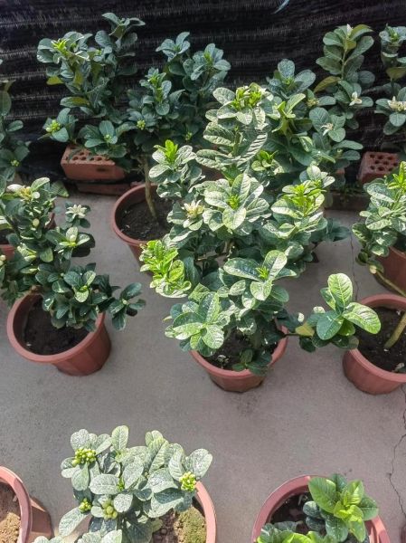 佛手花的花语是什么_佛手花适合送什么人-第3张图片-山城妙识 佛手花的花语是什么_佛手花适合送什么人-第3张图片-山城妙识