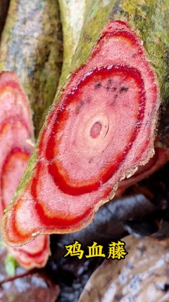 鸡血藤长什么样子_鸡血藤图片特征-第2张图片-山城妙识 鸡血藤长什么样子_鸡血藤图片特征-第2张图片-山城妙识