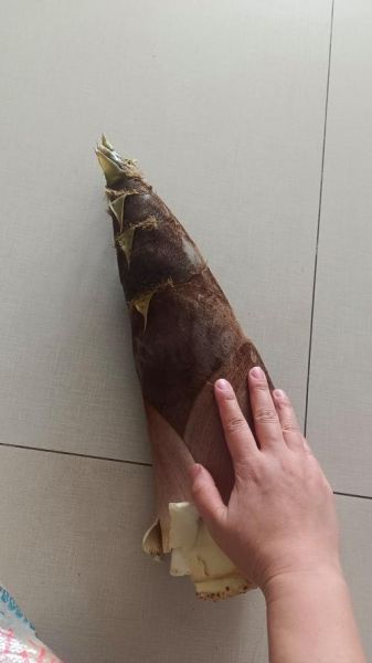 冬笋怎么挑选_冬笋高清图细节解析-第2张图片-山城妙识 冬笋怎么挑选_冬笋高清图细节解析-第2张图片-山城妙识