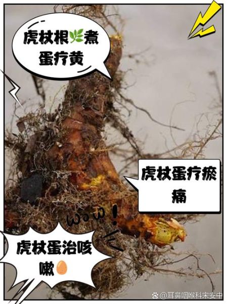 虎杖的功效与作用及食用方法_虎杖怎么吃效果最好-第2张图片-山城妙识 虎杖的功效与作用及食用方法_虎杖怎么吃效果最好-第2张图片-山城妙识