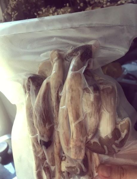 鸡枞菌怎么保存_鸡枞菌可以冷冻吗-第2张图片-山城妙识