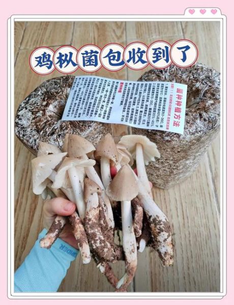 鸡枞菌怎么保存_鸡枞菌可以冷冻吗-第3张图片-山城妙识