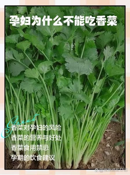孕妇能吃香菜吗_香菜对胎儿有影响吗-第1张图片-山城妙识