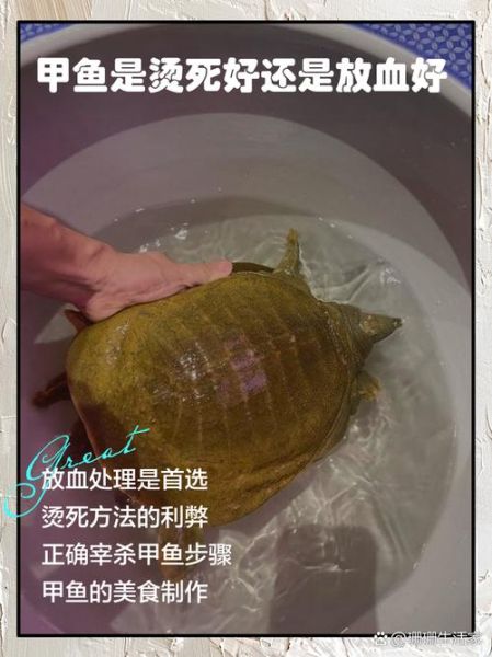 甲鱼是杀死还是烫死好_甲鱼宰杀方法-第1张图片-山城妙识 甲鱼是杀死还是烫死好_甲鱼宰杀方法-第1张图片-山城妙识