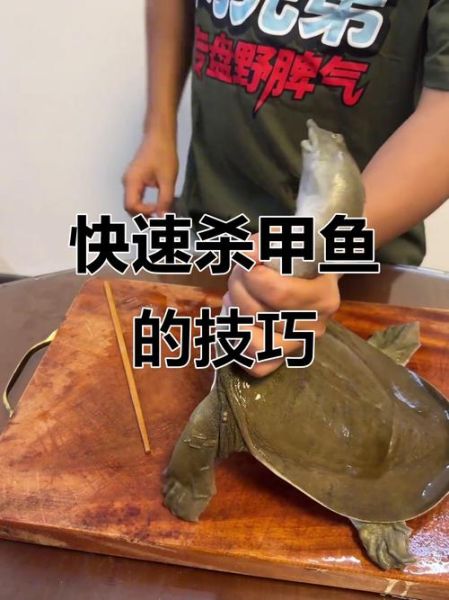 甲鱼是杀死还是烫死好_甲鱼宰杀方法-第3张图片-山城妙识 甲鱼是杀死还是烫死好_甲鱼宰杀方法-第3张图片-山城妙识