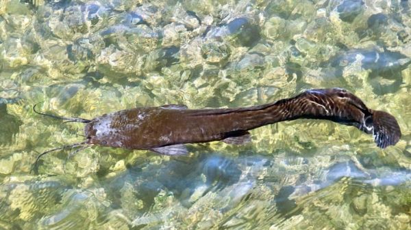 埃及塘虱最大能长多大_埃及塘虱寿命多长-第1张图片-山城妙识