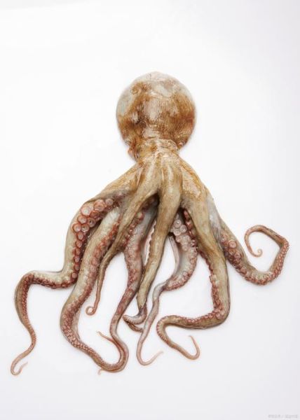 章鱼属于鱼类吗_章鱼是不是鱼-第2张图片-山城妙识 章鱼属于鱼类吗_章鱼是不是鱼-第2张图片-山城妙识