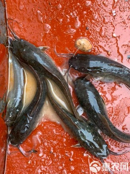 埃及塘虱最大能长多大_埃及塘虱寿命多长-第3张图片-山城妙识