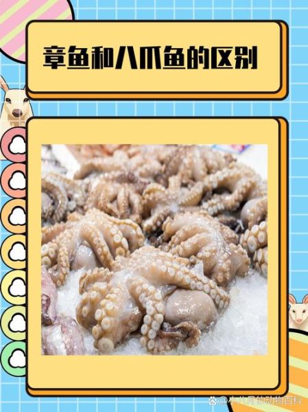 章鱼属于鱼类吗_章鱼是不是鱼-第3张图片-山城妙识 章鱼属于鱼类吗_章鱼是不是鱼-第3张图片-山城妙识