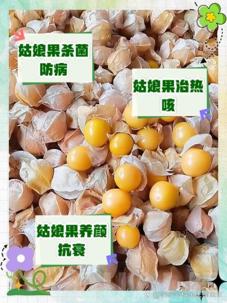 姑娘果的功效与作用_姑娘果一天吃几个合适-第1张图片-山城妙识 姑娘果的功效与作用_姑娘果一天吃几个合适-第1张图片-山城妙识
