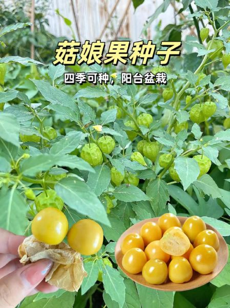 姑娘果的功效与作用_姑娘果一天吃几个合适-第3张图片-山城妙识 姑娘果的功效与作用_姑娘果一天吃几个合适-第3张图片-山城妙识