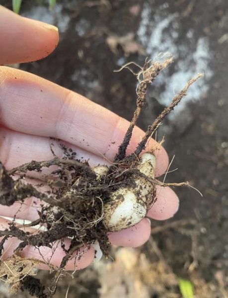 慈姑长什么样_慈姑和茨菰区别-第2张图片-山城妙识 慈姑长什么样_慈姑和茨菰区别-第2张图片-山城妙识